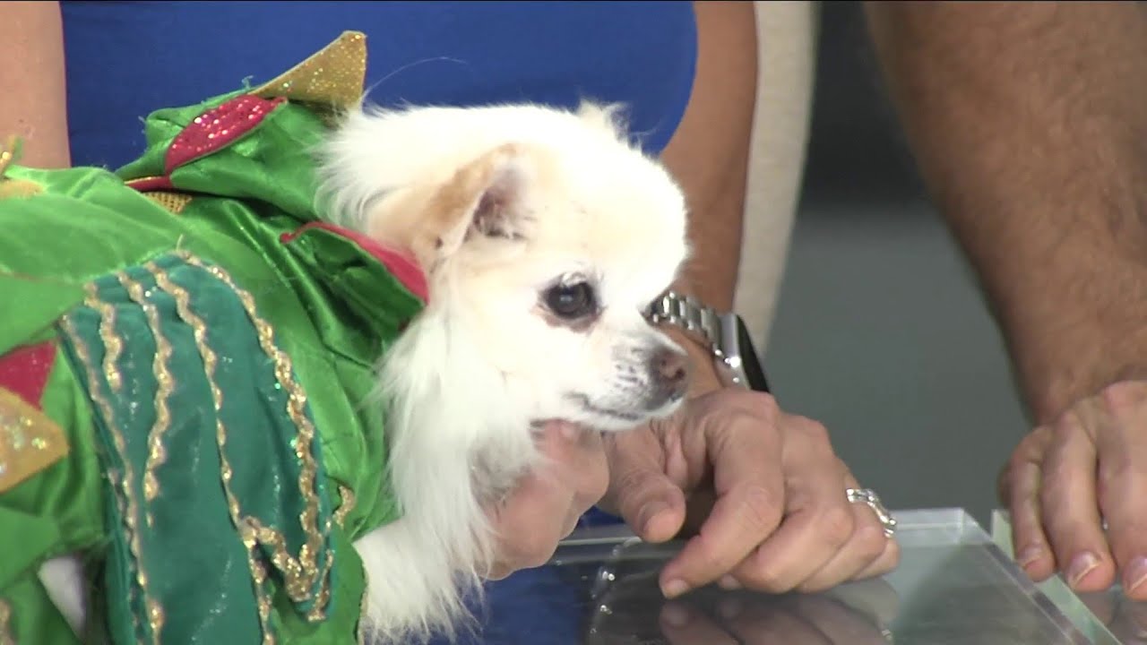 Mr. Piffles feat. Piff the Magic Dragon - YouTube