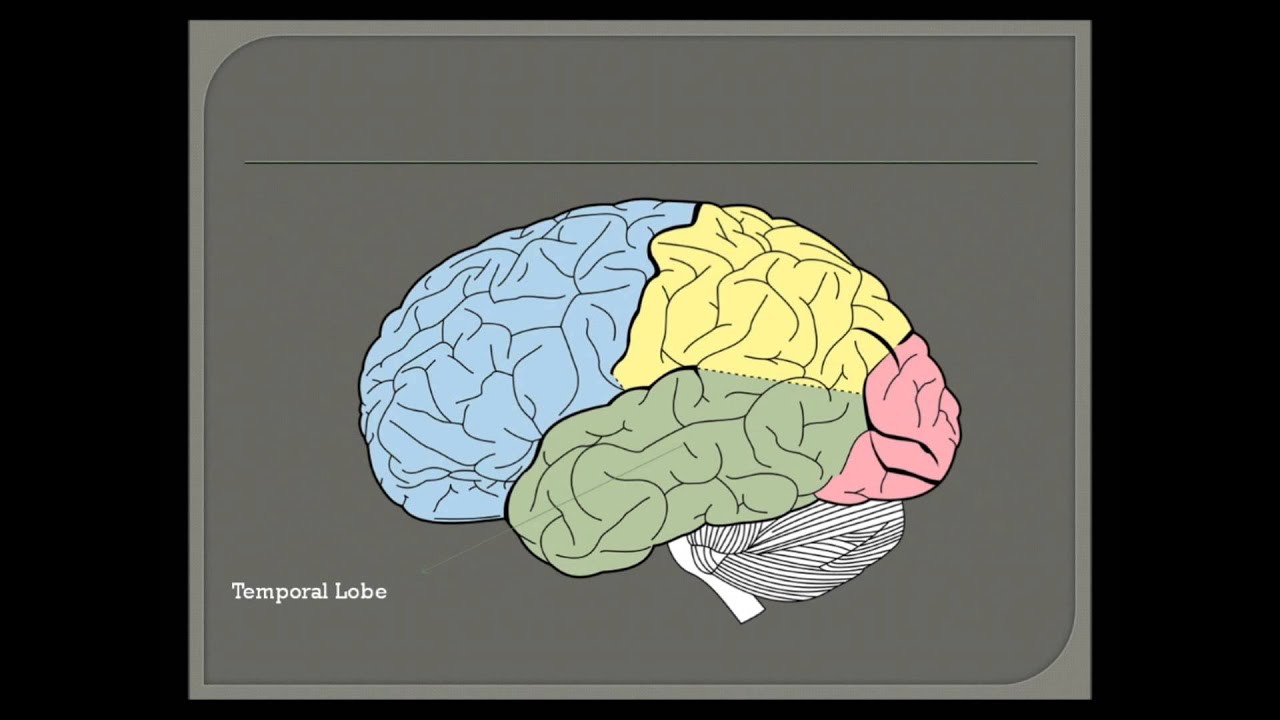 Temporal Lobe Hello music - YouTube