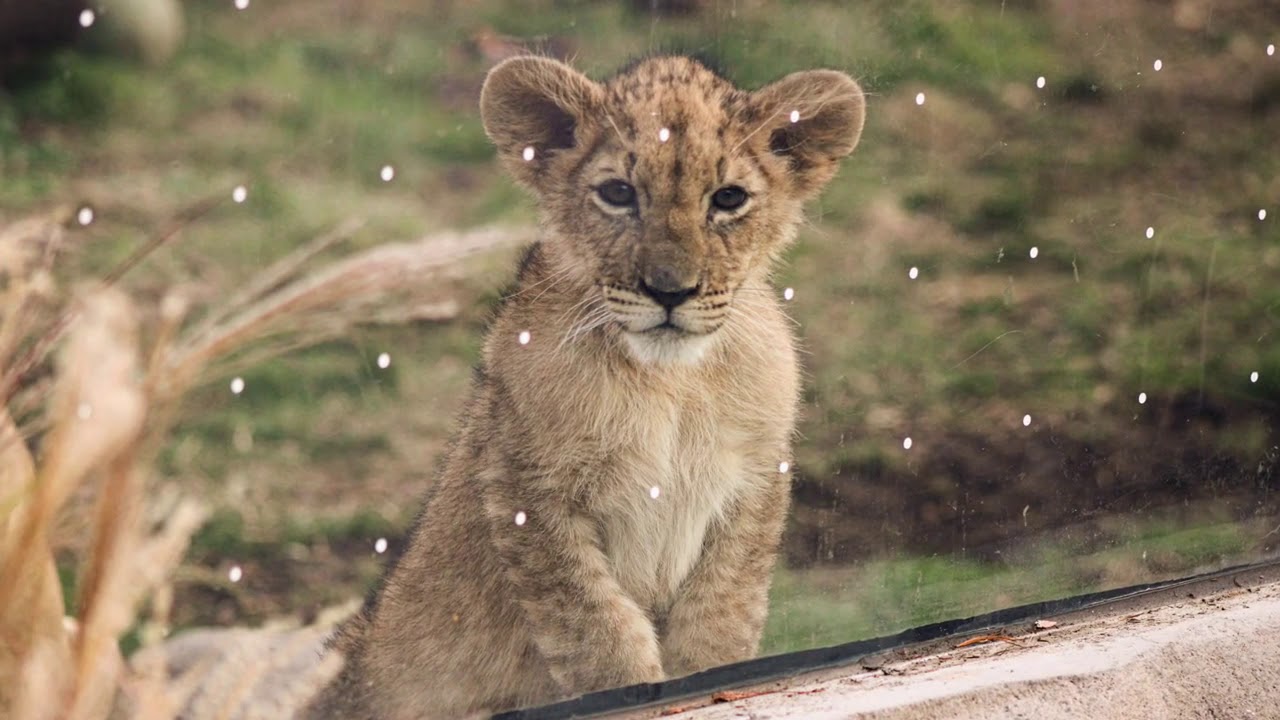 Detroit Zoo | Educational Lesson: Lion Cub Binti - YouTube