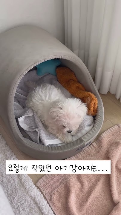 집이 작은 강아지 Youtube