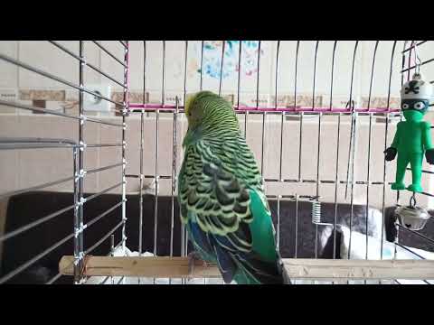 1 DAKİKADA MUTLULUK  ! Muhabbet Kuşunuz Bu Sesi Dinlediğinde Mutlu olacak