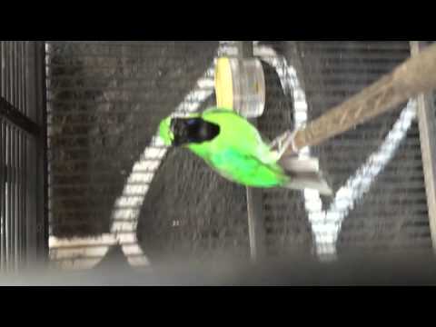 Cucak ijo sampoerna ngentrok njegrik - YouTube