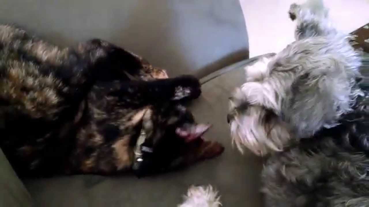 Harvey Dent the two-faced cat and dog lazy fight - YouTube