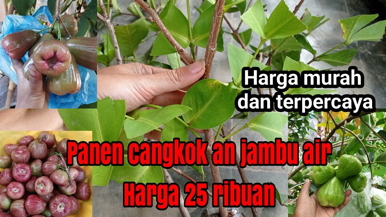 Panen Cangkok An Jambu Air Harga Mulai 25 Ribu - YouTube