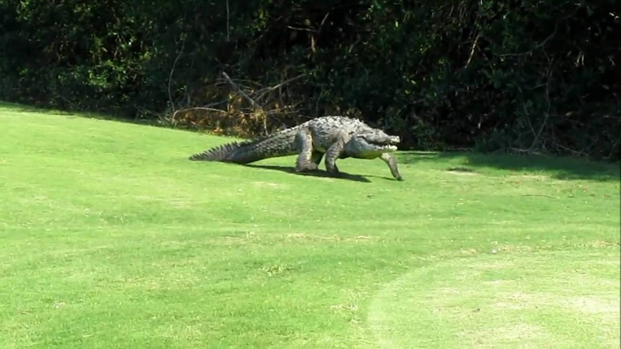 Crocodiles Puerto Vallarta - YouTube