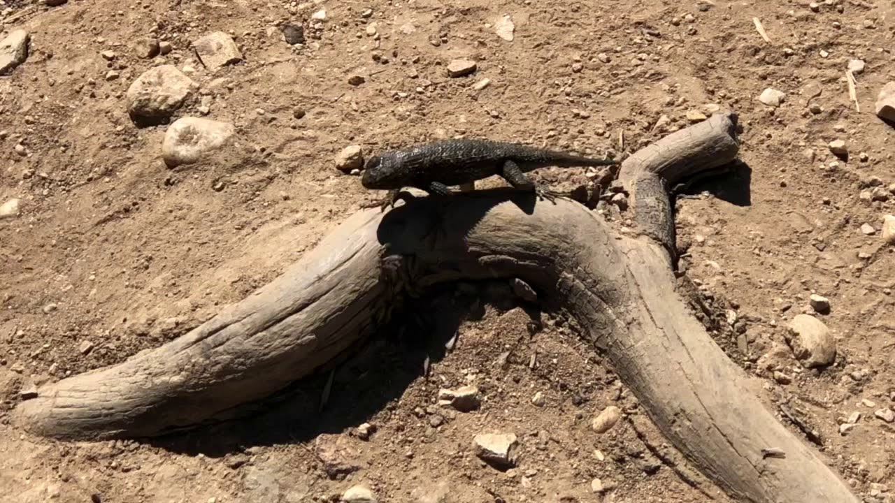 Mr Lizard Catching Them Flies - YouTube