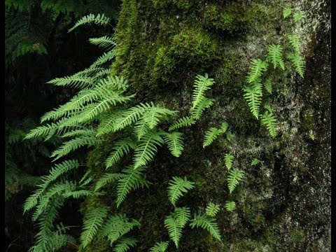 Common Native Woody Plants of the Puget Trough Ecoregion - YouTube