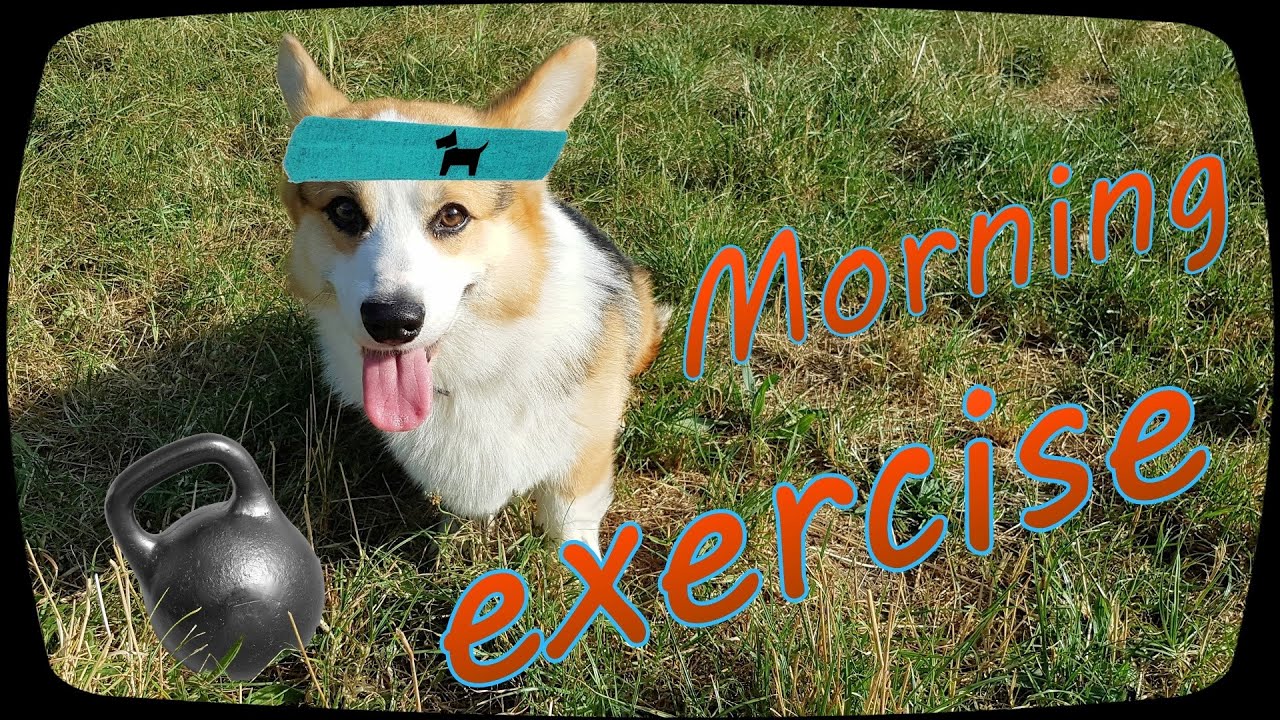 Morning walk for Corgi Leo - YouTube