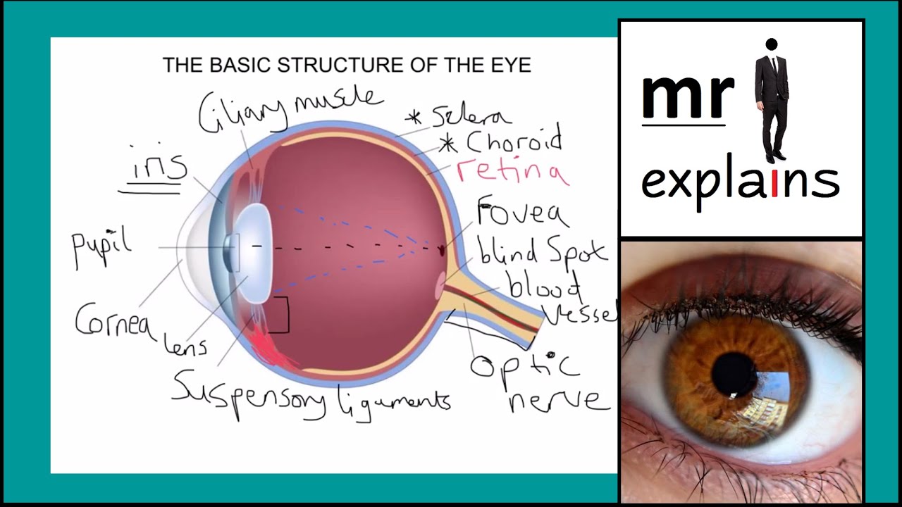 mr i explains: The Basic Structure of the Eye - YouTube