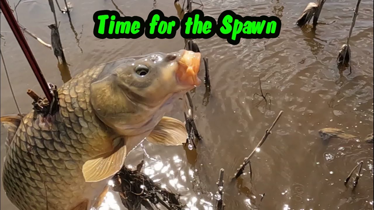 North Alabama Bowfishing: They're starting to spawn! #bowfishing #carp ...