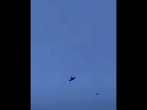 Şahin Güvercini F-16 Gibi   Nasıl Vuruyor!