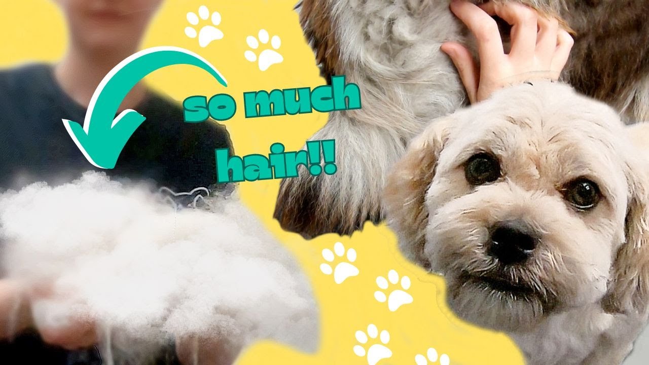 Day In The Life of a Dog Groomer (EXTREME DESHED TREATMENT) - YouTube
