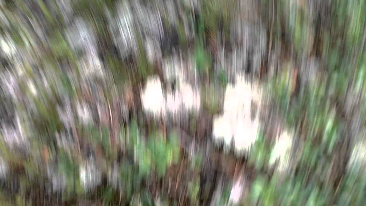 When Lemmings Attack! - YouTube