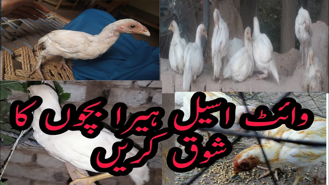 Hira asil chicks special gift for shatullah Asilka shok kari - YouTube