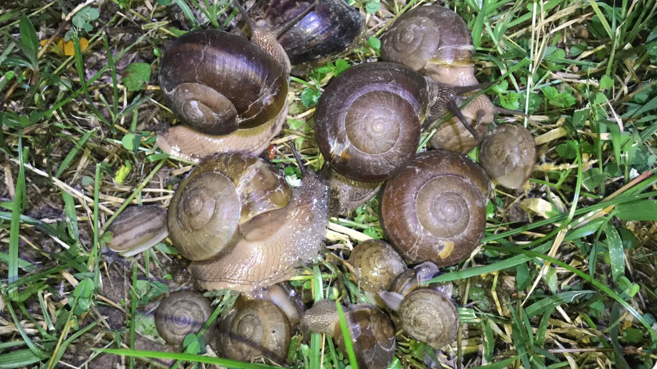 What's a lucky day hunting a 6 giant snails and a 10 baby snails at ...