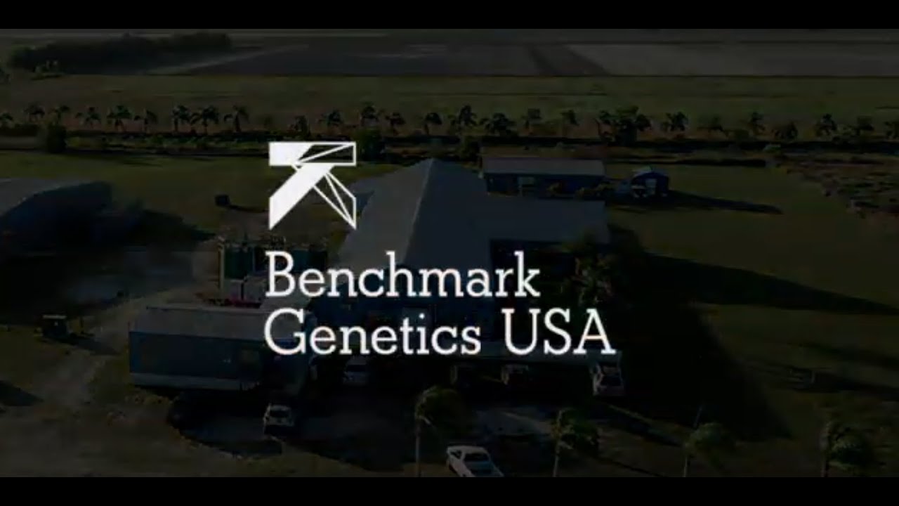 Benchmark Genetics Fellsmere 2020 - YouTube