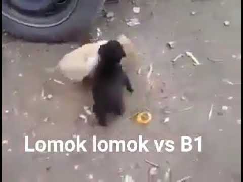Lomok-lomok VS B1 - YouTube