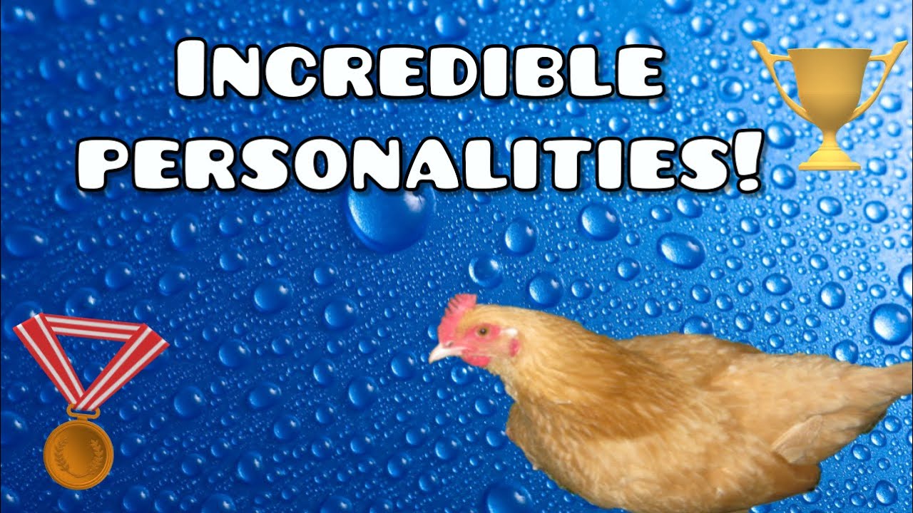 The cool personalities of my chickens! - YouTube
