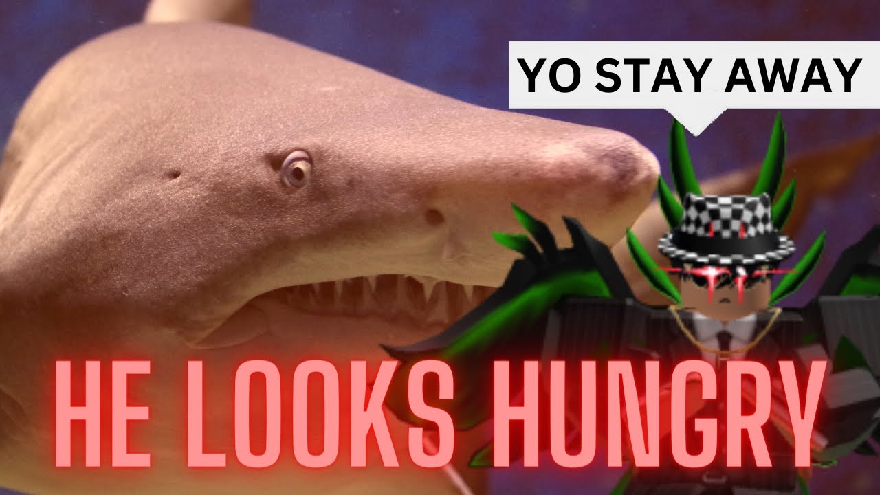 This roblox game is why I HATE sharks - YouTube