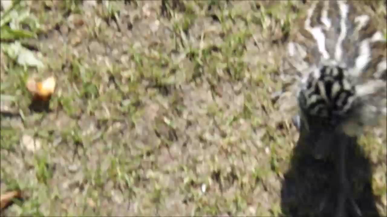 KEVIN THE EMU FIRST DAY OUTSIDE - YouTube