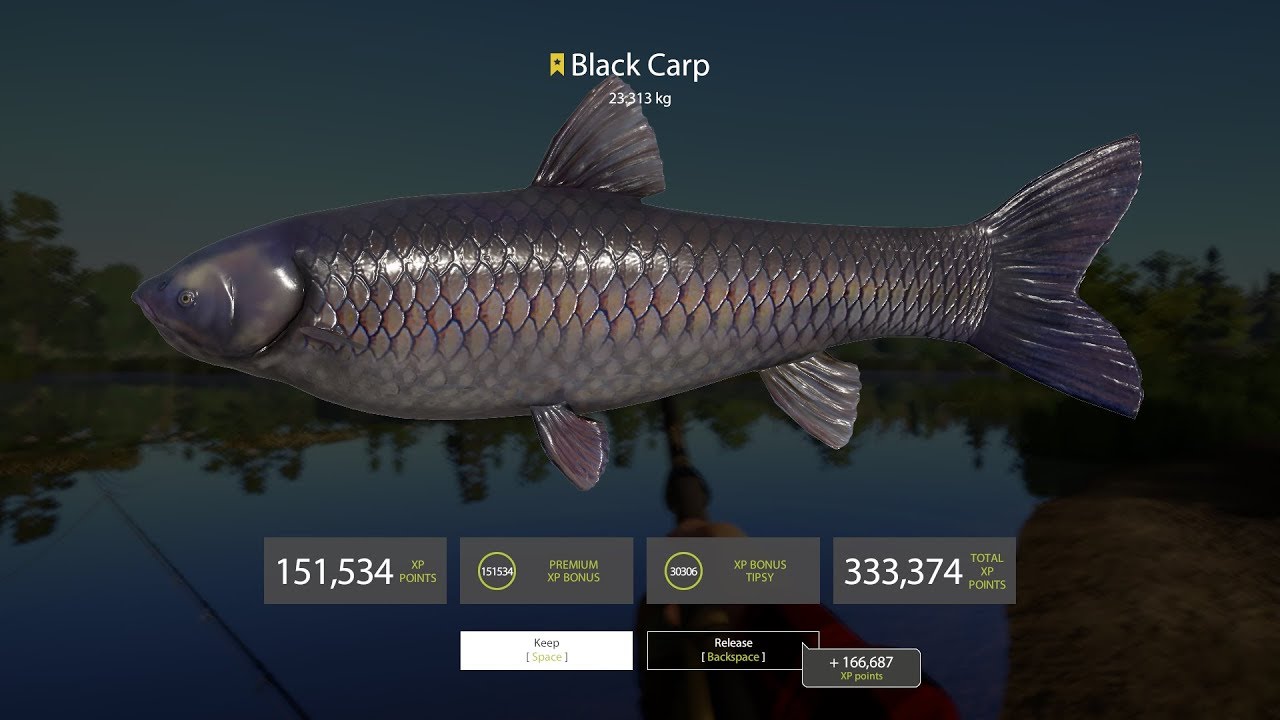 Russian Fishing 4 - First Trophy Black Carp - YouTube