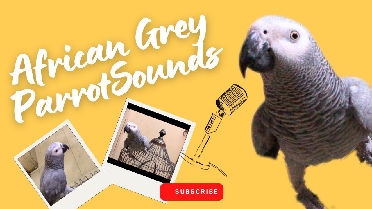 Parrot Whistling || African Grey Parrot Sounds #parrotsound # ...