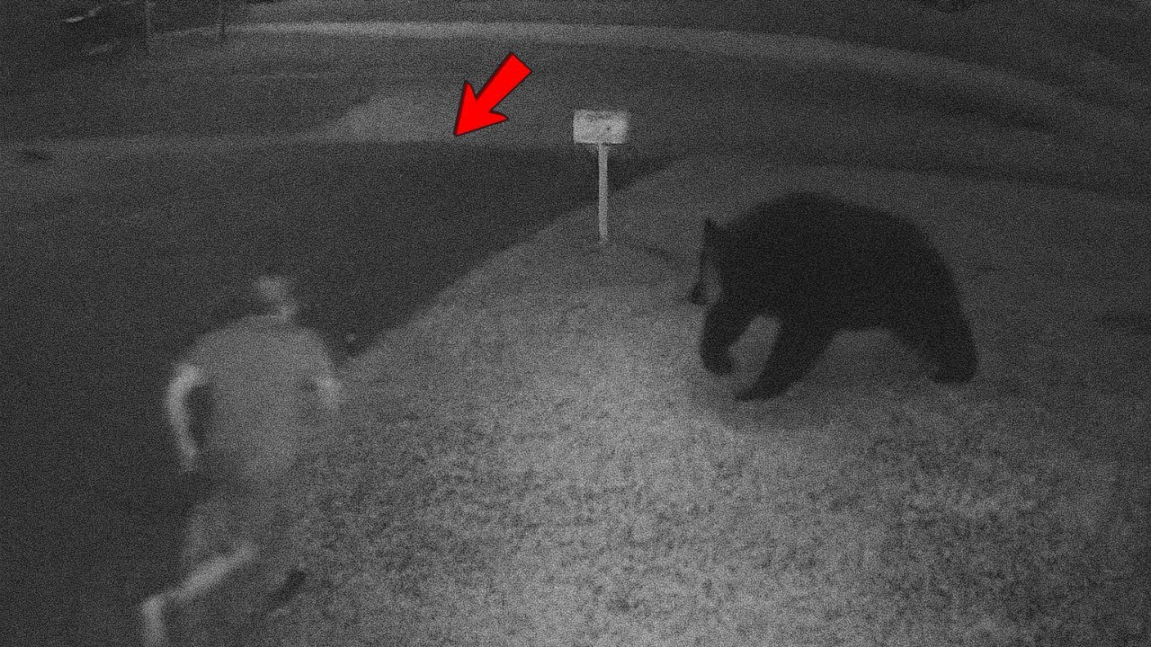 When Bears Attack – Incredible Moments Caught on Camera and Explained ...