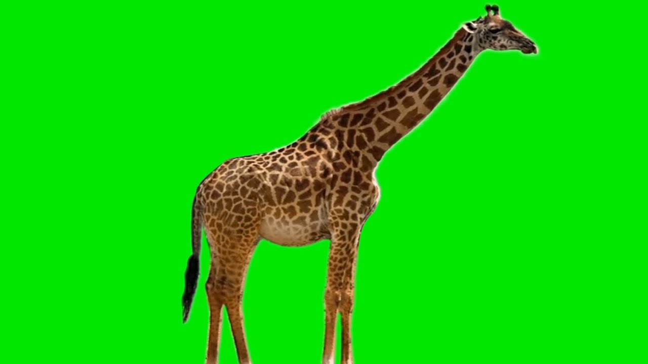 Green Screen Giraffe - YouTube