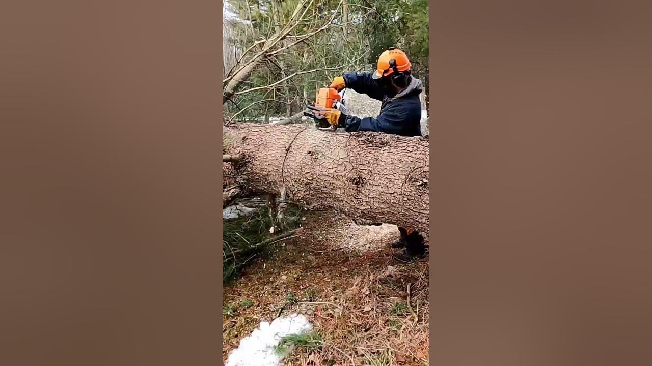 Bucking Tree With Stihl Chainsaw - YouTube