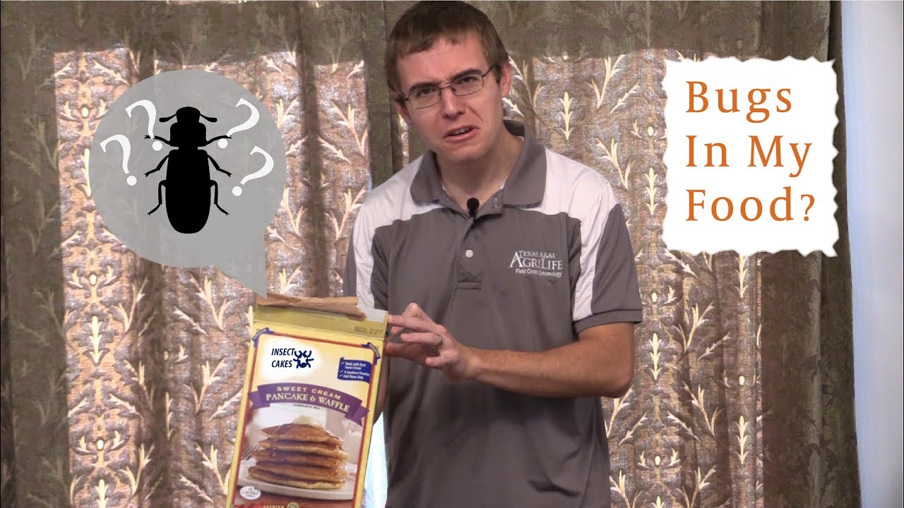 How to Handle Bugs in My Food? - YouTube