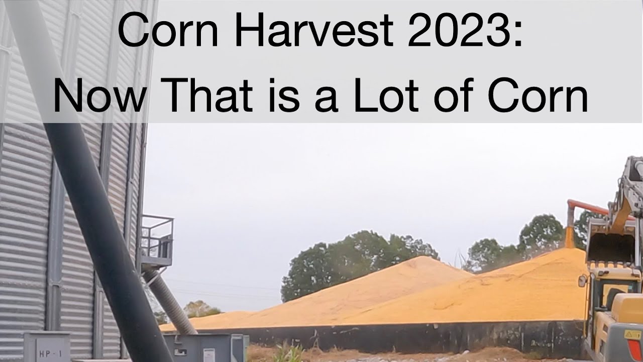 Corn Harvest 2023: Now That is a Lot of Corn - YouTube