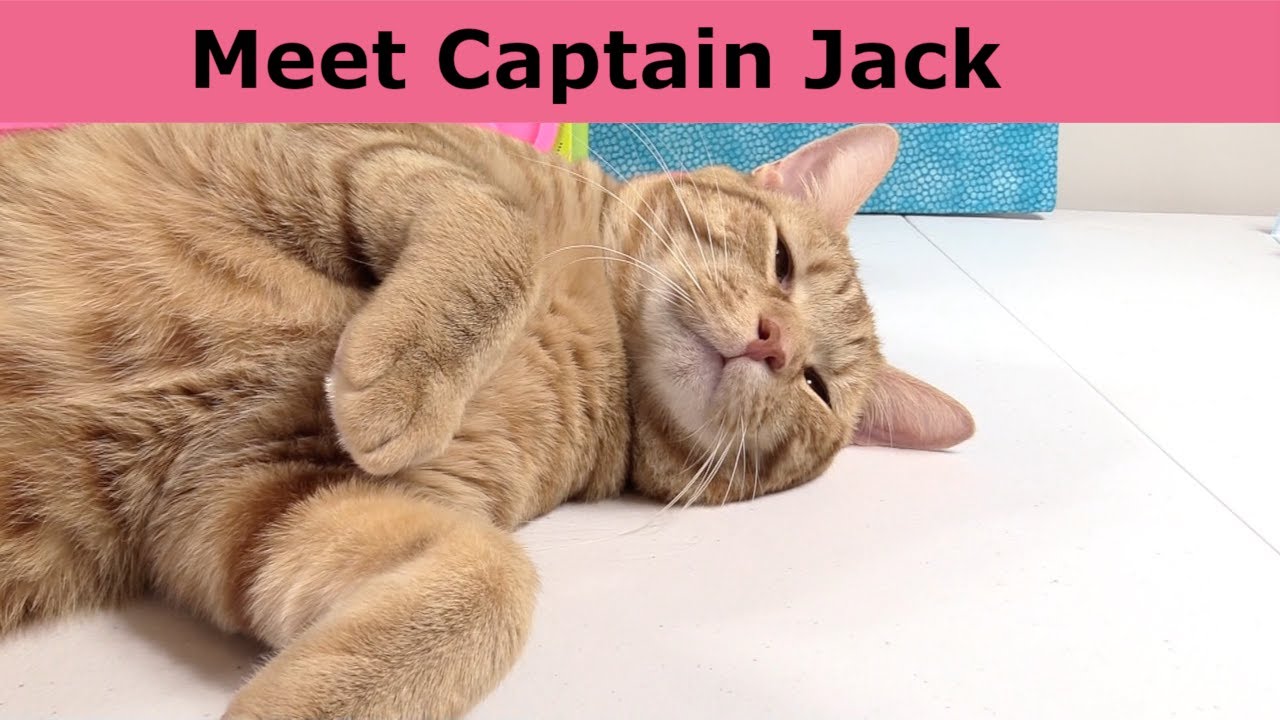 Meet Captain Jack Our New Orange Tabby Kitty Cat | PaulAndShannonsLife ...