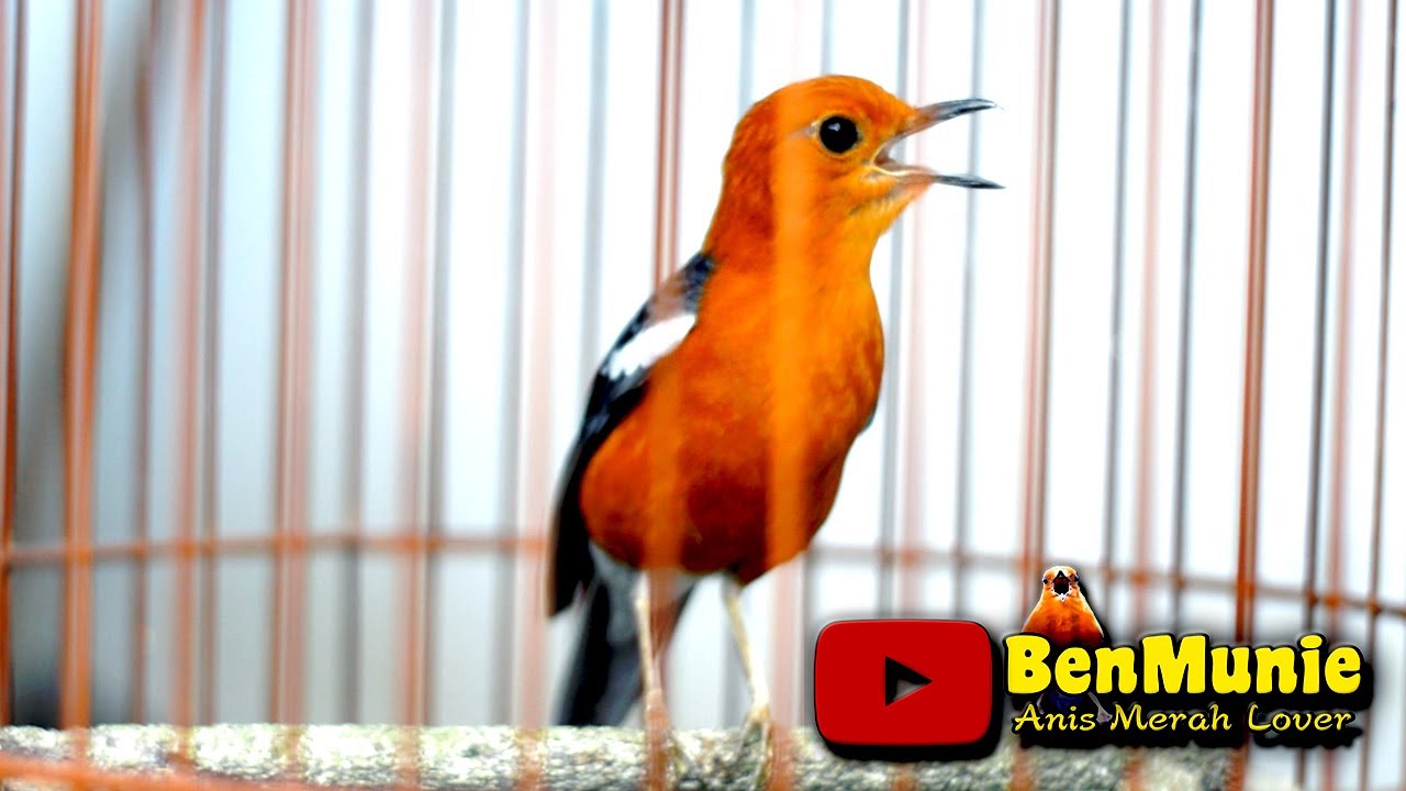 ANIS MERAH GACOR BIKIN ANIS MERAH LAIN RAJIN BUNYI, PANCINGAN ANIS ...