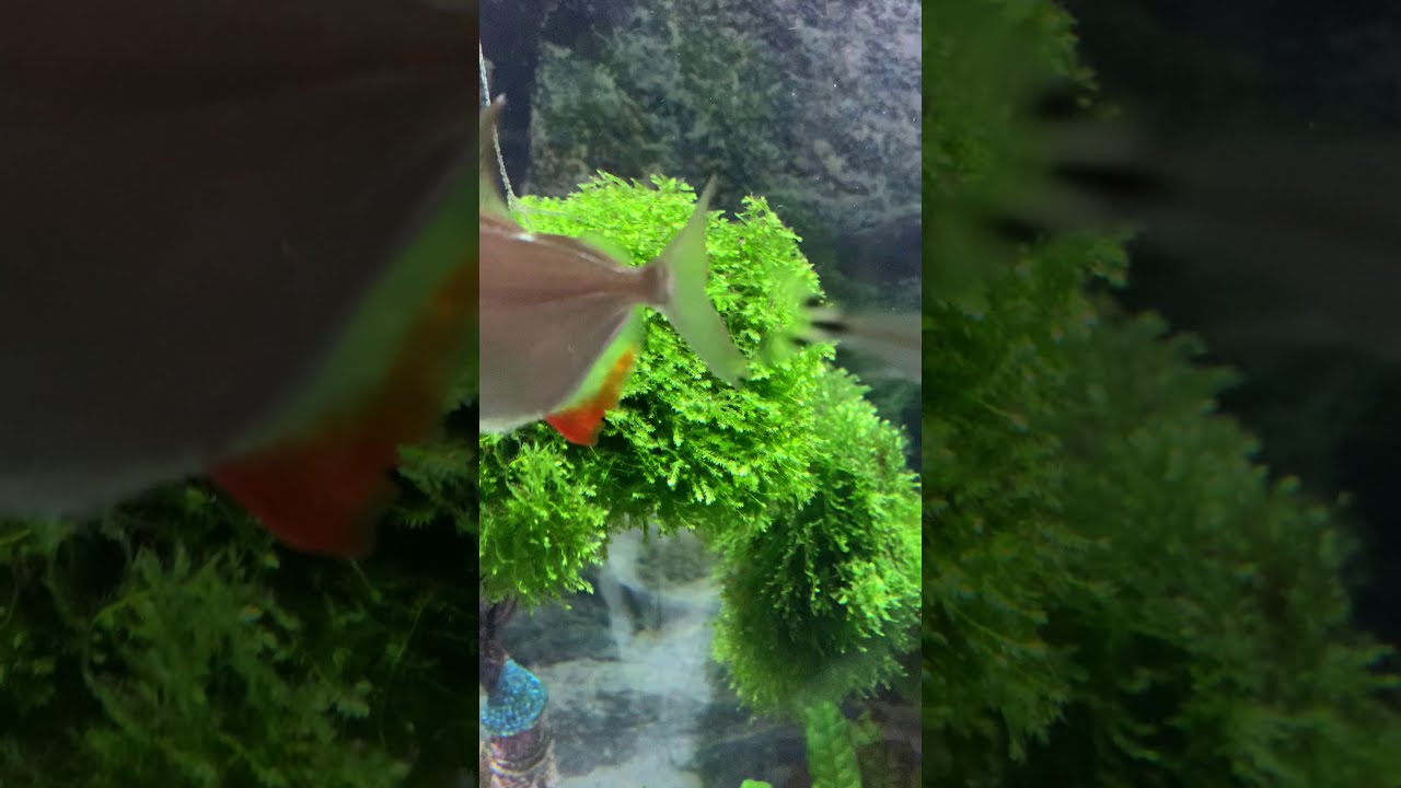 Healthy Christmas Moss Growing Strong in my Main Fish Tank. Love The ...