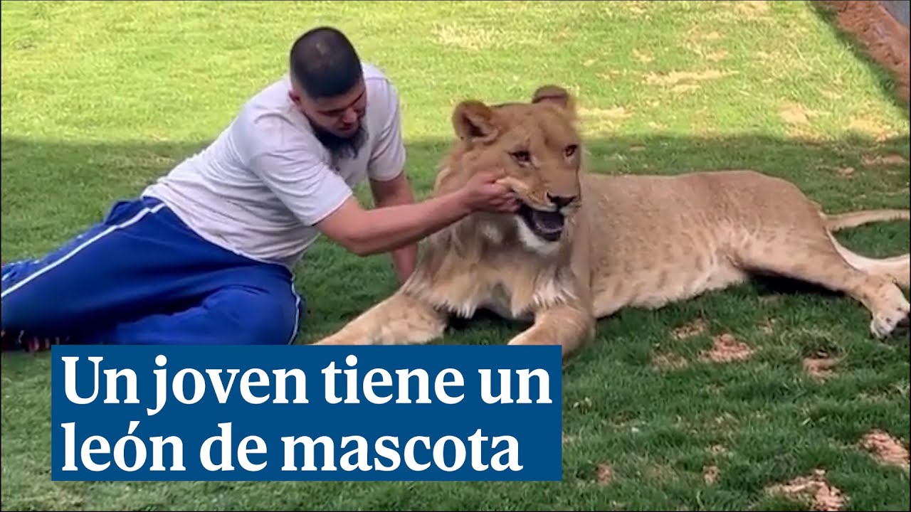 Un joven tiene un león de mascota en el jardín de su casa - YouTube
