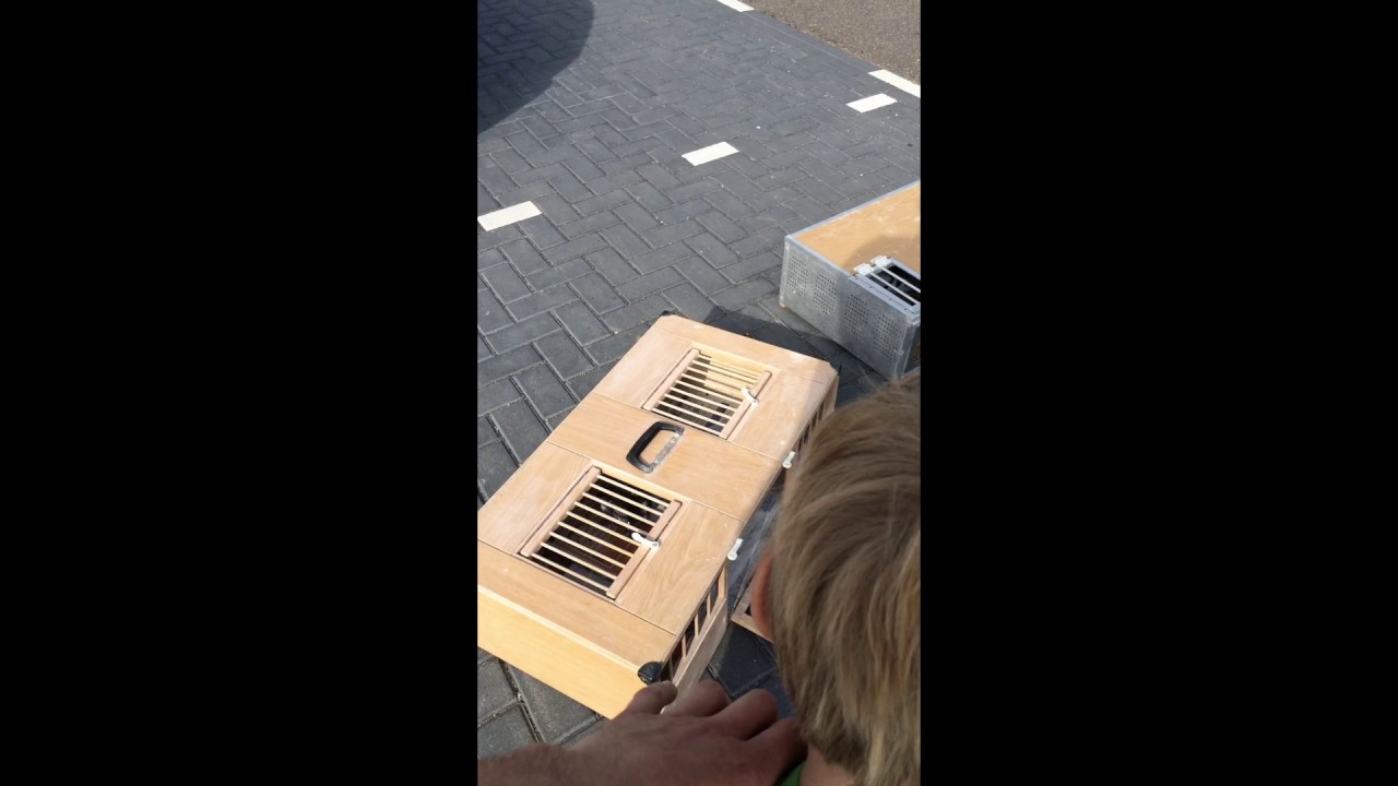 postduiven lossing met Valentijn - YouTube