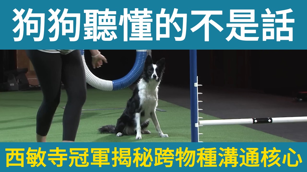 如何與你的狗溝通 | 西敏寺冠軍Jennifer Crank TED演講 | 狗狗訓練技巧 - YouTube