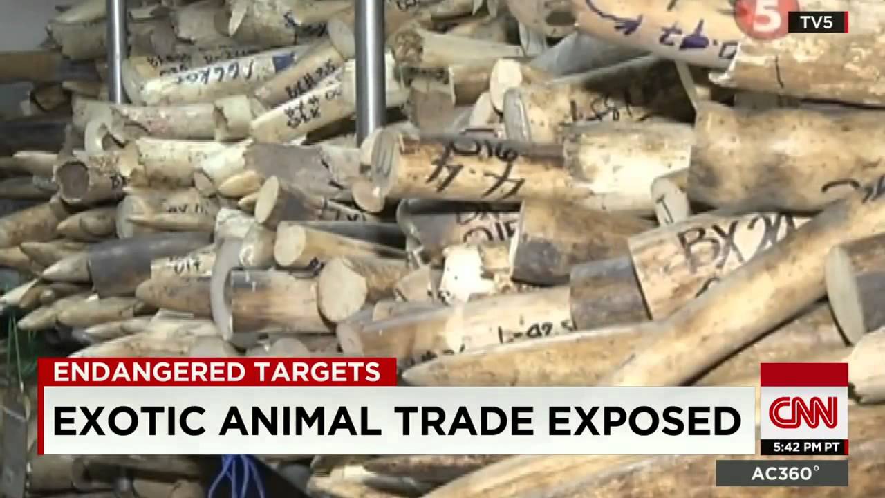 CNN News August 1 2015 Exotic animal trade exposed - YouTube