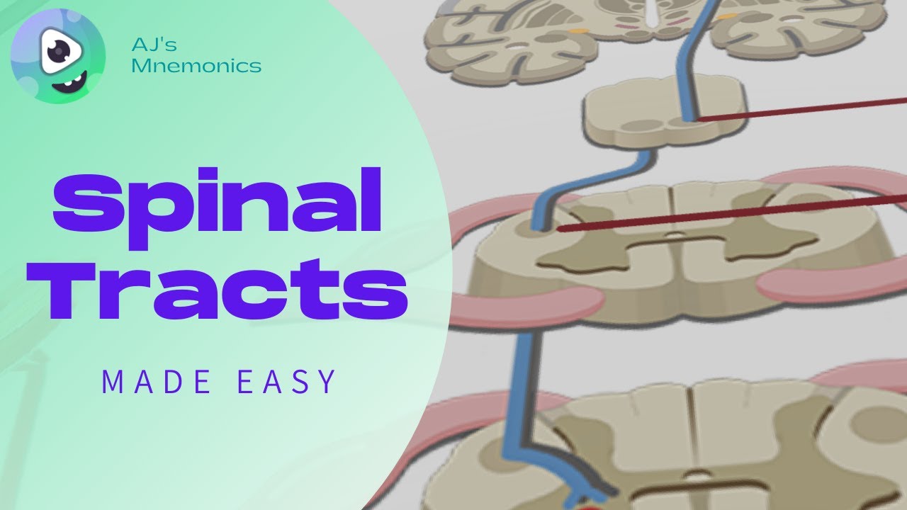 Spinal Tracts - Made EASY! - YouTube