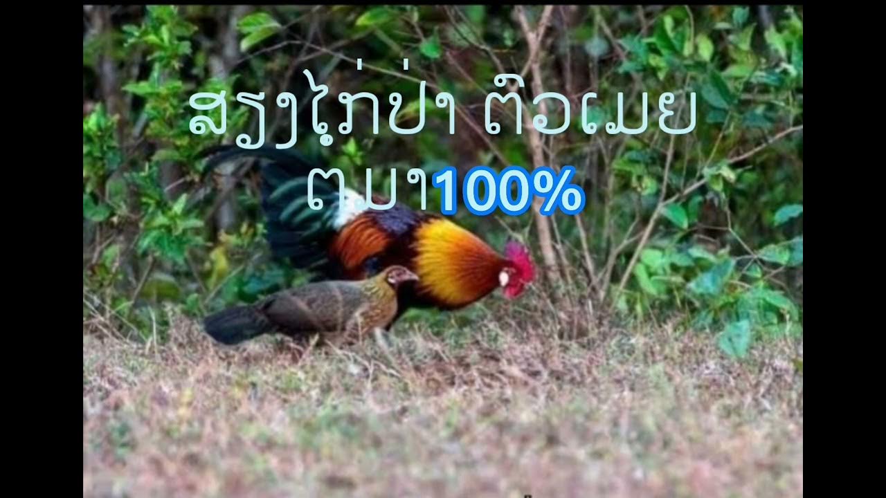 ສຽງ ໄກ່ ປ່າ ຕົວ ເມຍ 100 % poj. qaib. seev cuab. tuaj zoo heev - YouTube