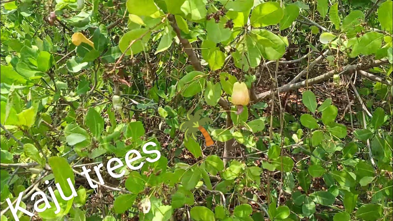 Rural India (Odisha) Forstrest view kaju tree 🌴 - YouTube