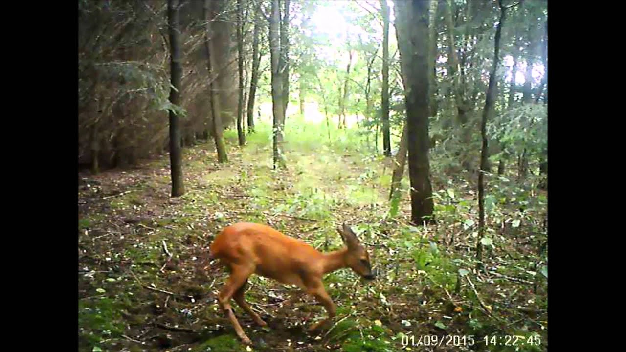 Een ree met een vergroeide gebroken poot. - YouTube