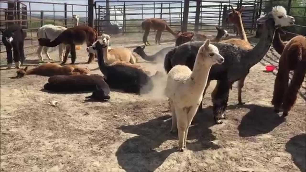Alpaca Dust Bath Party 8/28/15 - YouTube