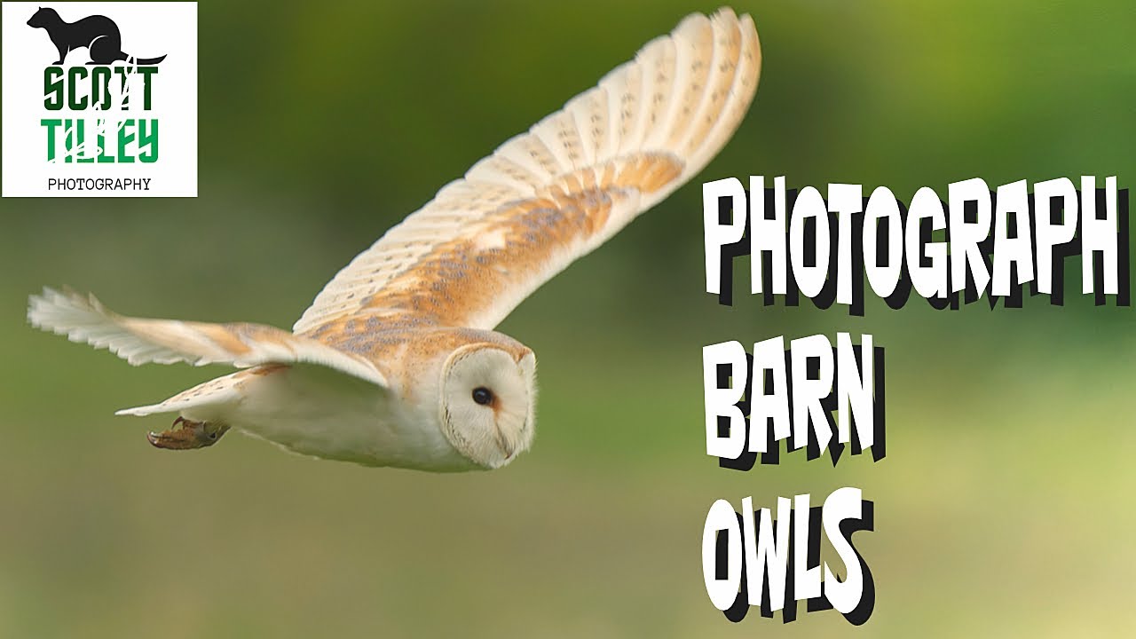 Barn Owl Photography