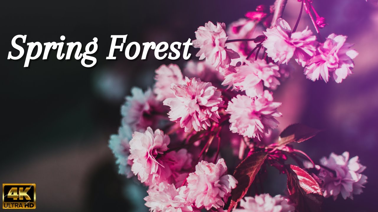 Spring Forest Sounds: The Best Calming Bird Song & waterfall Sounds to ...