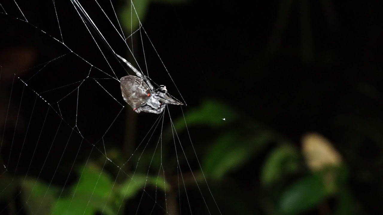 Vampire spider - YouTube
