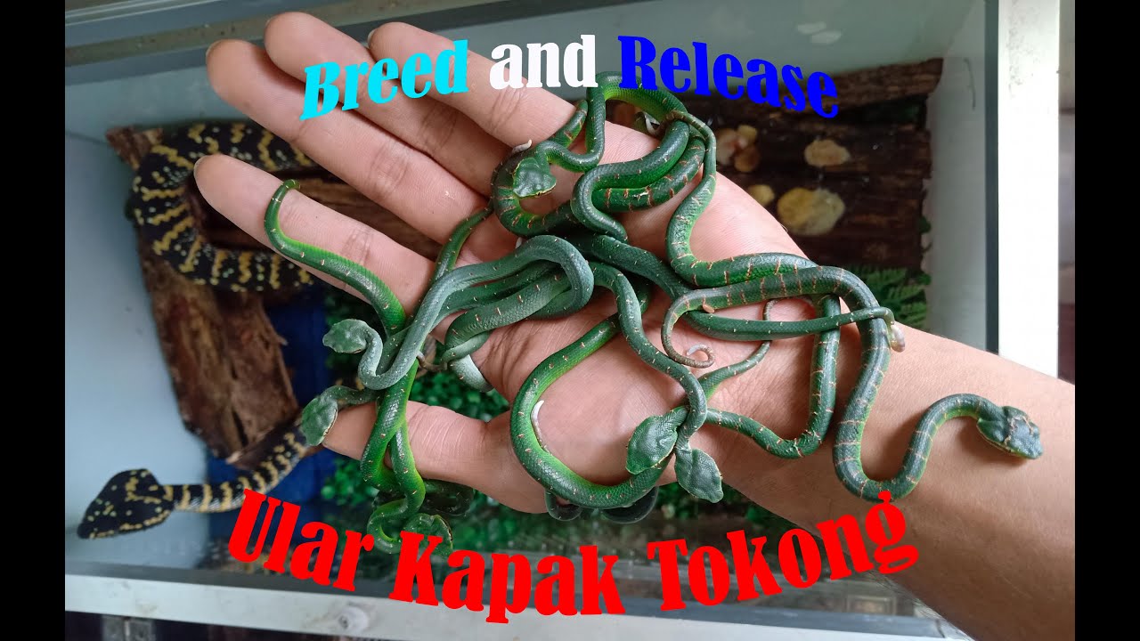 2. Pembiakan serta pelepasan ke habitat liar Ular kapak tokong - YouTube