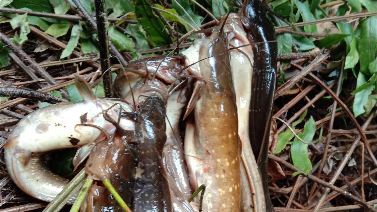 Mancing ikan lele lembat rawa - YouTube