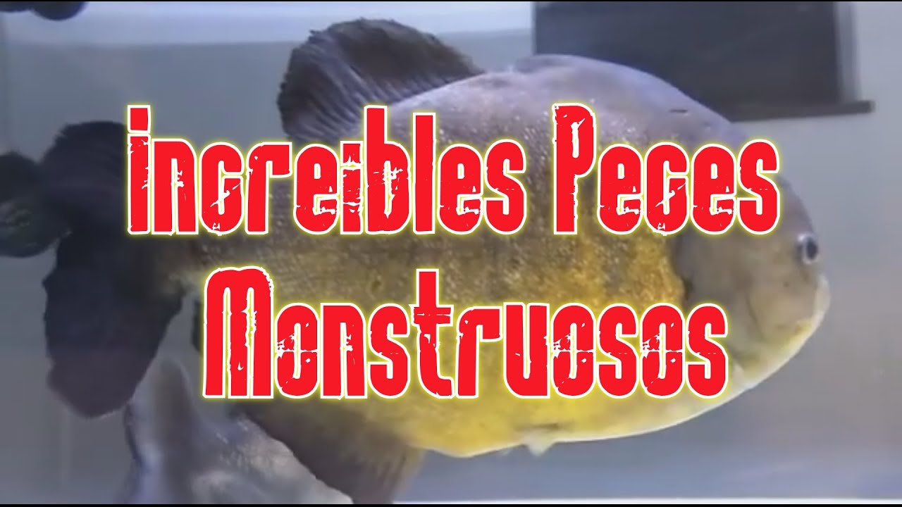 Increíbles Peces Monstruosos - Incredible Monster Fish - YouTube