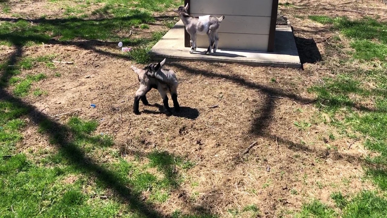 Baby Alpine Goats play in their pen - YouTube